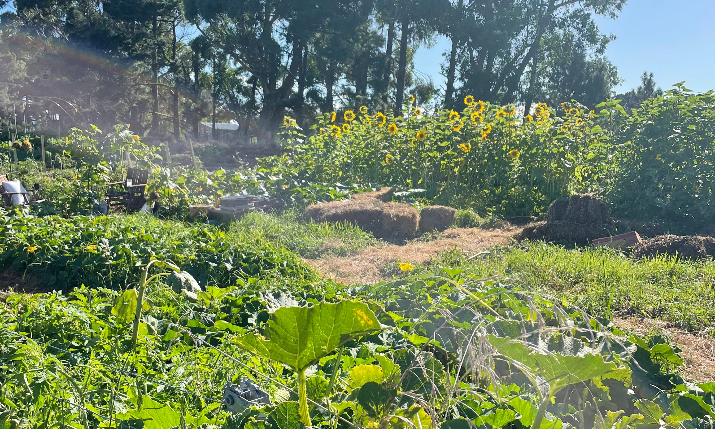 What’s in the 9th March boxes? – Little Farms NZ