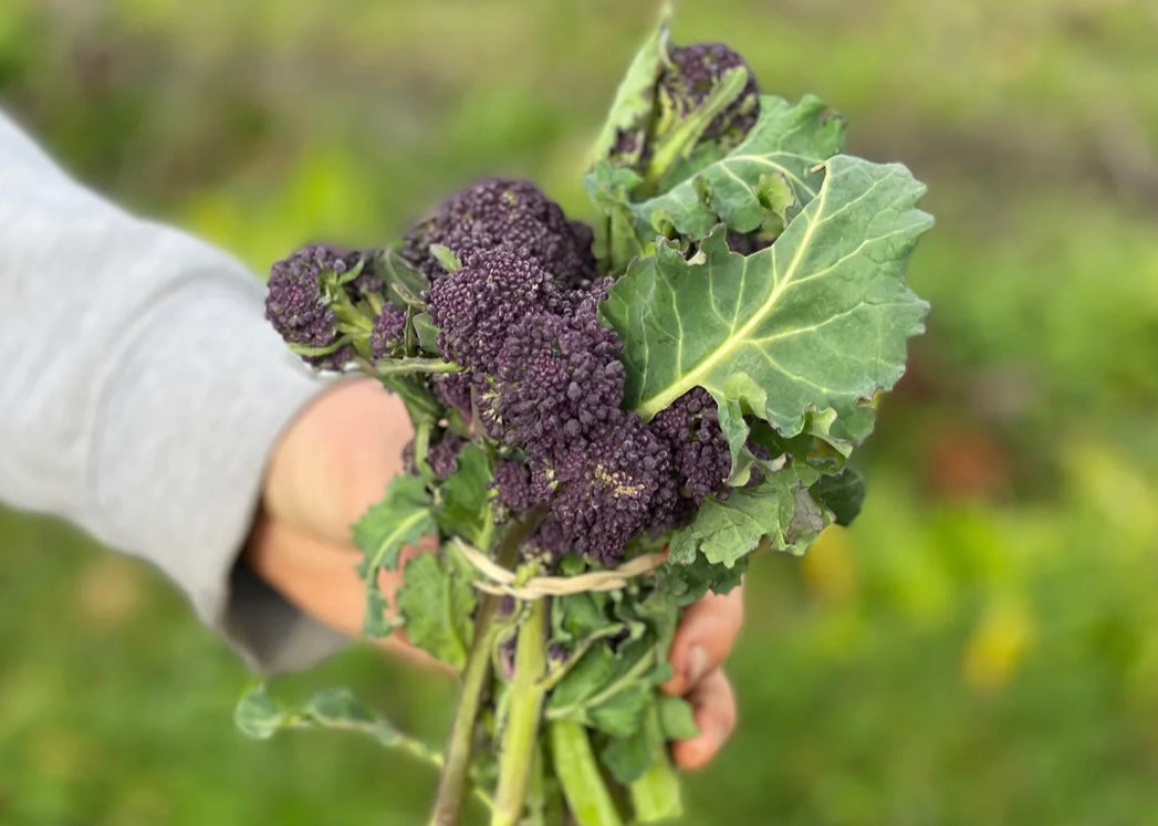 What’s in the 11th May boxes? – Little Farms NZ