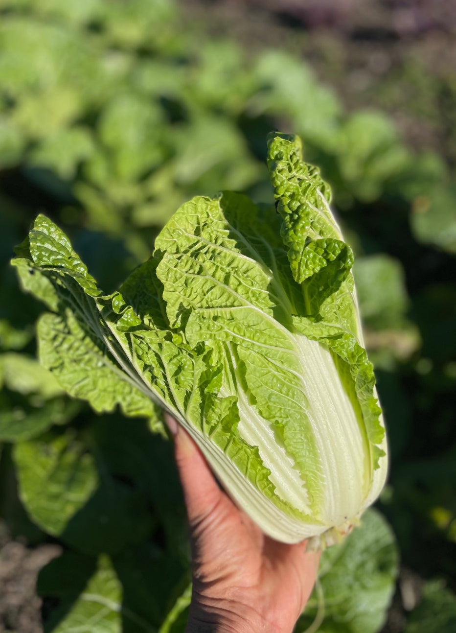 What’s in the 21st May boxes? – Little Farms NZ