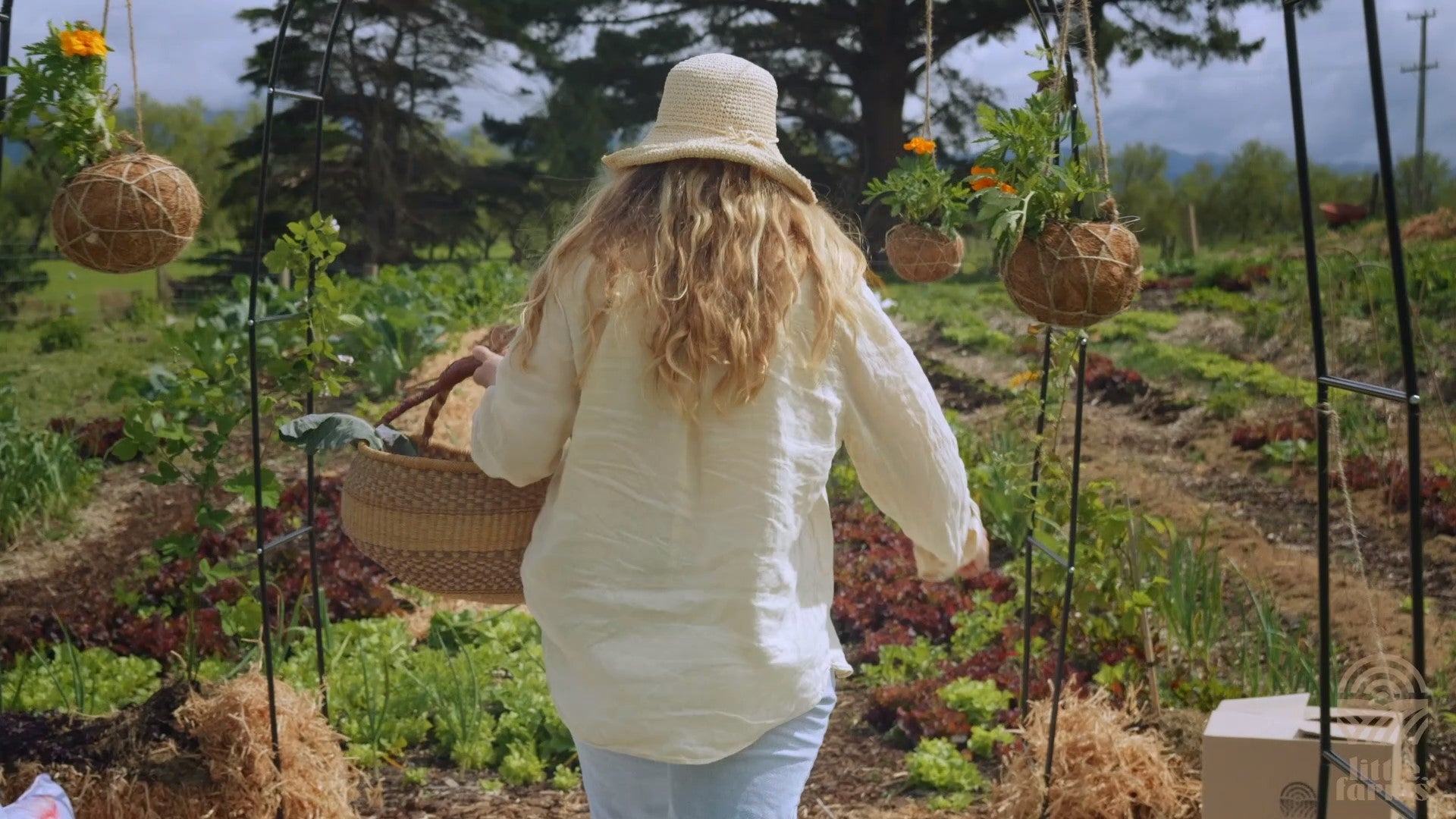 Little Farms Organic Farm Boxes – Little Farms NZ