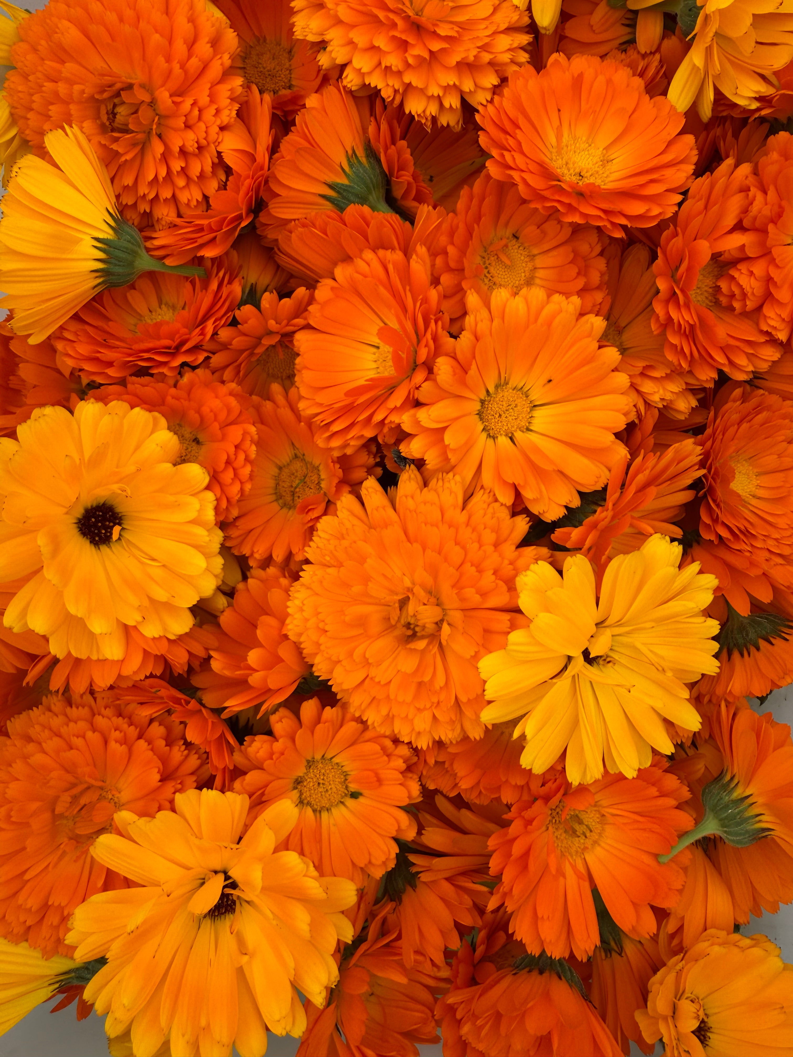 Calendula flowers (200g) – Little Farms NZ