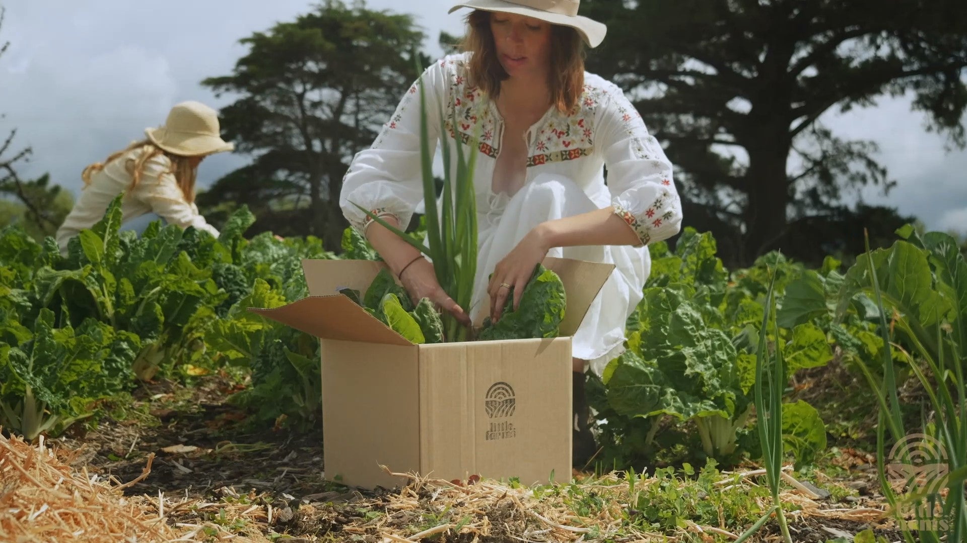 Little Farms Organic Farm Boxes – Little Farms NZ