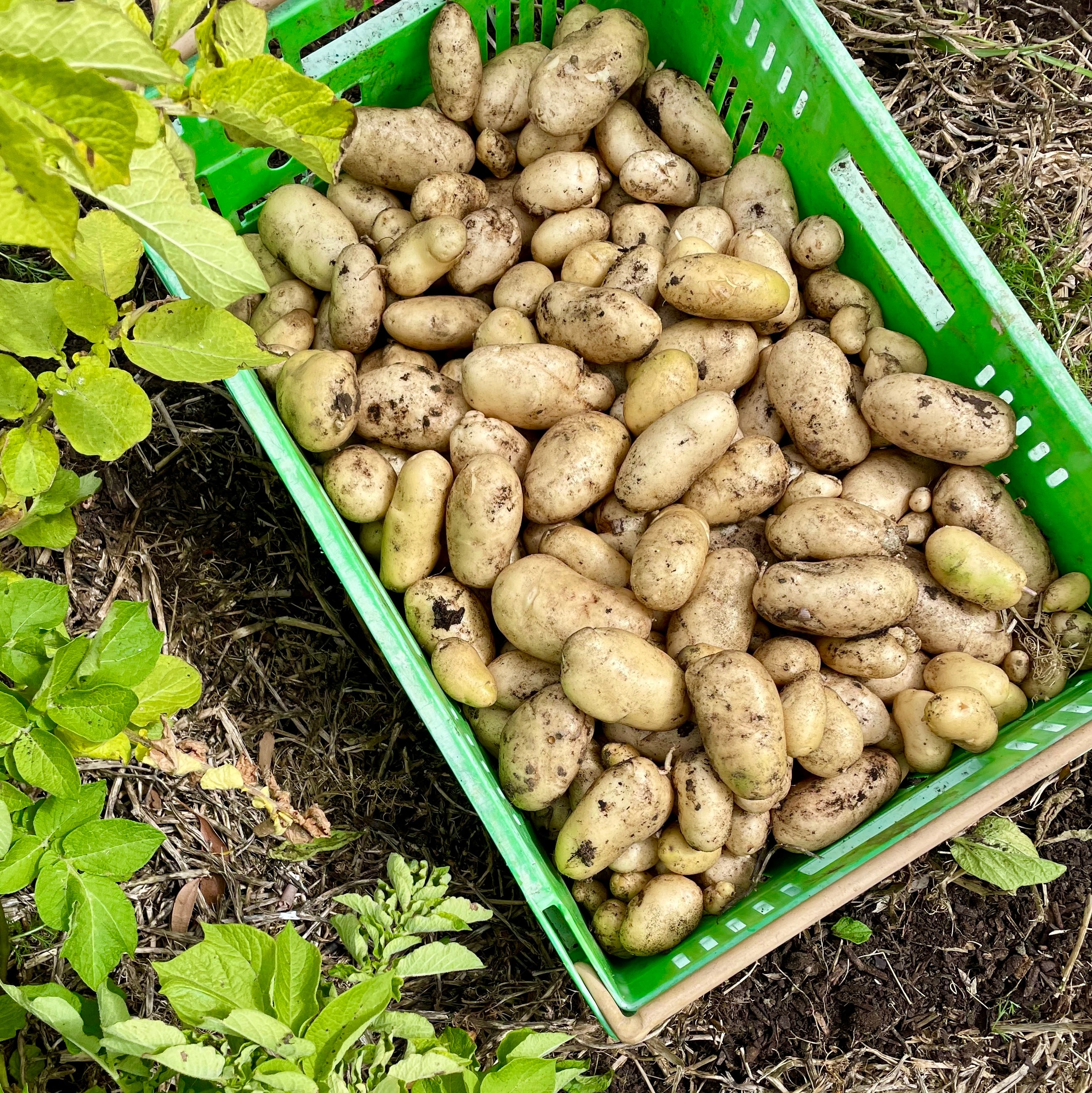 Choose your own Farm Box – Little Farms NZ